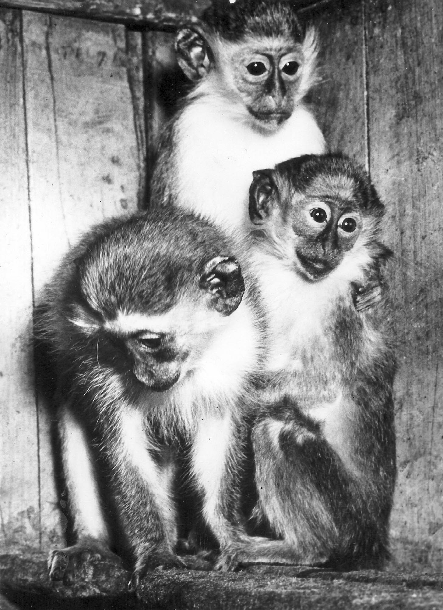 Seneca Park Zoo - Green Monkeys - Pictures of Rochester and Monroe ...